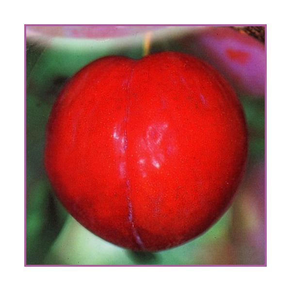 人気のすもも(プラム)苗木の「太陽」を販売。果樹栽培初心者にオススメのスモモです。最大150g程の果実は、完熟するととても甘くジューシー。病害虫に強く、豊産性でたくさん収穫できます。1本では実がならないので、相性の良い「サンタローザ」を一緒...