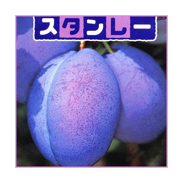 果樹栽培入門におすすめの「スタンレープルーン」の苗木を販売しています。40g程の果実は綺麗な青紫色で、甘くてジューシーなのが特徴です。1本で実がなり、収穫量の多い品種で家庭栽培用のプルーンとして大変人気です。ジャムやドライフルーツにしてお召...