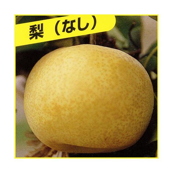 最高級の梨(なし)「秋月」の苗木を販売。生産者も大注目の新品種の梨（なし）です。「秋月」は、豊水・幸水・新高の梨三大品種を掛け合わせて生まれた、いいとこ取りの新品種の梨であり、大きさ、甘さ、シャリっとした食感、どれをとっても他の梨に負けない...