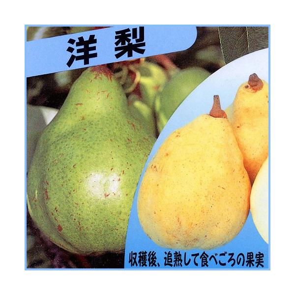 洋梨（洋ナシ）「ル・レクチェ」の苗木を販売。香りの良い洋梨(洋なし)です。「ル・レクチェ」の果実はラフランスよりやや大きめの350g前後。香りが特に良く、ラフランスと並んで人気の洋梨（洋ナシ）です。収穫後、30日程追熟して黄色くなる頃が食べ...