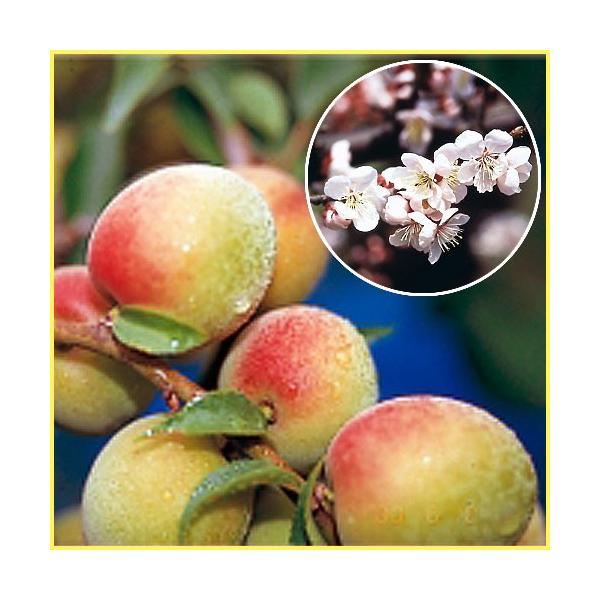 梅（ウメ）「小粒南高梅」の苗木を販売しています。梅干作りにおすすめの梅です。小粒南高梅は、南高梅のおいしさをそのままに小粒に品種改良した梅（ウメ）。豊産性で収穫量が多く、種が小さいので梅干にして食べやすい人気品種です。受粉樹には「南高梅」や...