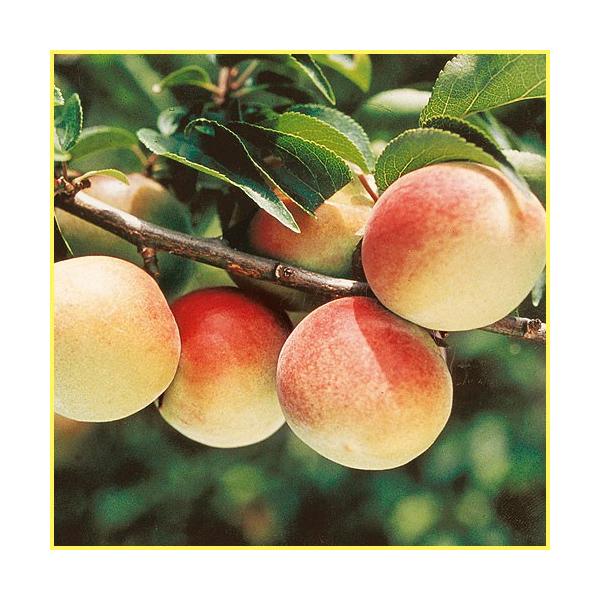 梅（ウメ）「紅さし」の苗木を販売。寒冷地での栽培におすすめの梅です。紅さしは、25g程でほんのり紅色に色づく寒さに強い品種の梅（ウメ）です。種が小さく果肉の多い紅さしは、梅干用の最高級品種として知られており、その濃厚な味わいは一度食べたら忘...