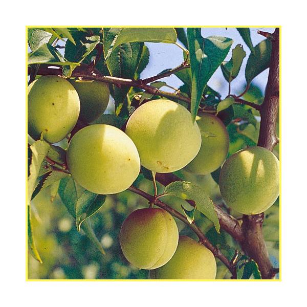 梅（ウメ）「花香実（はなかみ）」の苗木を販売。香りが良く受粉樹にも向いています。花香実は、20g程の香り高い実が収穫できる梅（ウメ）の品種です。花粉が多いので1本で実が収穫できる他、他の梅（ウメ）の受粉樹としても安心してお使いいただけます。...