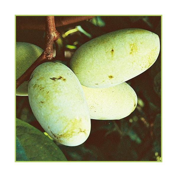 果樹苗木 ポポー（ポーポー） :KI-kazyu-134:花育通販Yahoo!店 - 通販 - Yahoo!ショッピング