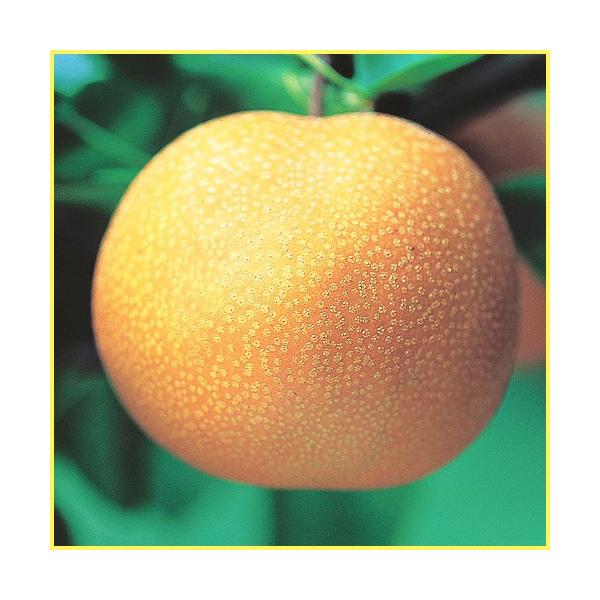 梨(なし・ナシ)「豊水」の苗木を販売しています。大実で甘い。おすすめの梨です。豊水は、1果400gにもなる最高級品種の梨（ナシ）です。ジューシーで非常に甘く、柔らかな食感が最大の特徴で、収穫量が多いので家庭栽培でも十分に楽しめます。受粉樹に...