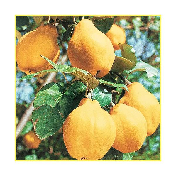 マルメロの苗木を販売しています。ジャムやマーマレード作りにおすすめです。マルメロは、1果350g程であり、生食より砂糖漬けや果実酒に利用される果樹です。洋ナシに似た果実は強い芳香があり、ジャムやマーマレード作りにも使われます。カリンとよく混...