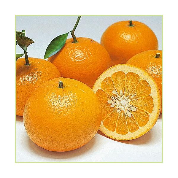 蜜柑(ミカン)「紅甘夏」の苗木を販売しています。甘くて色みが良いみかんです。紅甘夏（べにあまなつ）は甘夏の枝変わり品種の柑橘（かんきつ）です。甘夏よりも濃い果皮とオレンジ色の果肉が特徴で、糖度が高く、果汁が多くみずみずしくてジューシーです。...