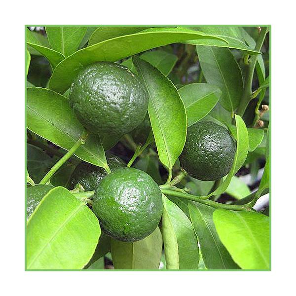 柑橘類「シークワーサー」の苗木を販売しています。近年、ジュースにも人気の柑橘類です。シークワーサーは、沖縄の代表的な柑橘類（かんきつ）で、別名は「ヒラミレモン」。約20g程の果実は小さくて丸く、皮が薄いので、小さな黄色の温州ミカンのようです...