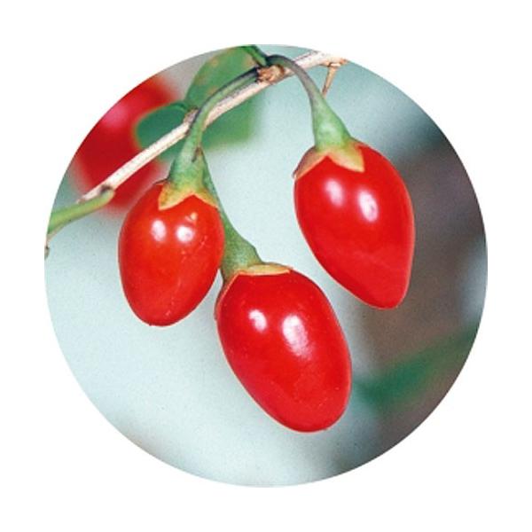 クコ（枸杞）の苗木を販売しています。昔ながらの健康果樹（薬膳他）です。夏に紫色の花が咲き、秋には赤い実が鈴なりになります。クコの実は、昔から粥、茶、酒などの薬膳や、漢方、民間薬として知られており、近年では果実酒や生食、ドライフルーツに利用さ...