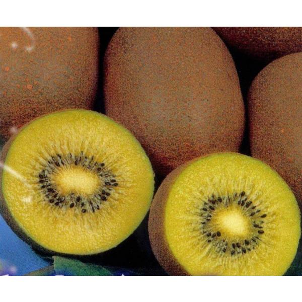 キウイフルーツ「ジャンボイエロー」の苗木を販売しています。ジャンボイエローの１果は200〜250g程とゴールデンイエローより一回り大きめで、多汁で糖度15〜17度と甘みも強い黄肉系キウイフルーツです。豊産性で育てやすく家庭園芸に向くお手軽な...