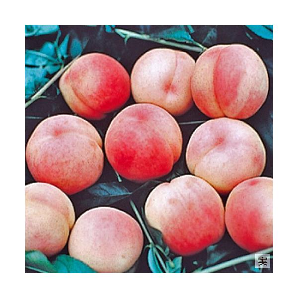 桃（モモ・もも）「照手水密」の苗木を販売。花と果実の両方を楽しめます。照手水密は花と果実の両方を楽しめる1本で2度おいしい人気の花桃（モモ・もも）です。一般的にハナモモは花の美しさや樹形が重視され、果実は食べられないのですが、照手水密は生食...
