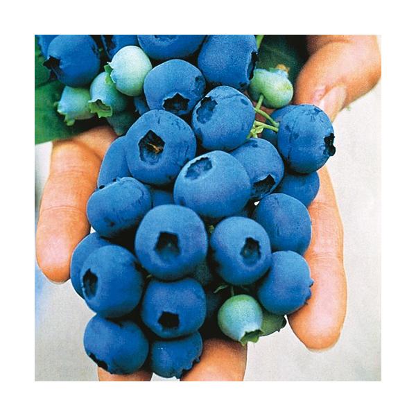 チャンドラーはブルーベリーの中でも最大級の大きさの実がなるハイブッシュ系品種です。海外でも世界最大のブルーベリーとして有名です。果実は6週間の長期にわたって収穫できます。サイズ：12〜15ｃｍポット苗（樹高や樹形は、季節や入荷時期により異な...