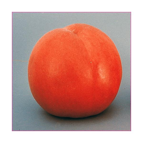 ネクタリン「フレーバートップ」の苗木を販売しています。ネクタリンは桃の仲間で、強い甘みと適度な酸味をもつ果樹です。フレーバートップは、果重250〜300gくらいで香りがよく、甘み、酸味とも多めで濃厚な味わいのネクタリン。肉質は緻密でややかた...