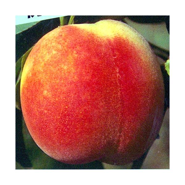 桃（モモ・もも）「あかつき」の苗木を販売しています。育てやすい初心者向けのモモ。「白桃」と「白鳳」の交配品種で、果実は250〜300ｇほどで玉揃いがよく、ふっくらとしています。果皮の色は全体に桃色に色付いています。果肉はクリーム色でうっすら...