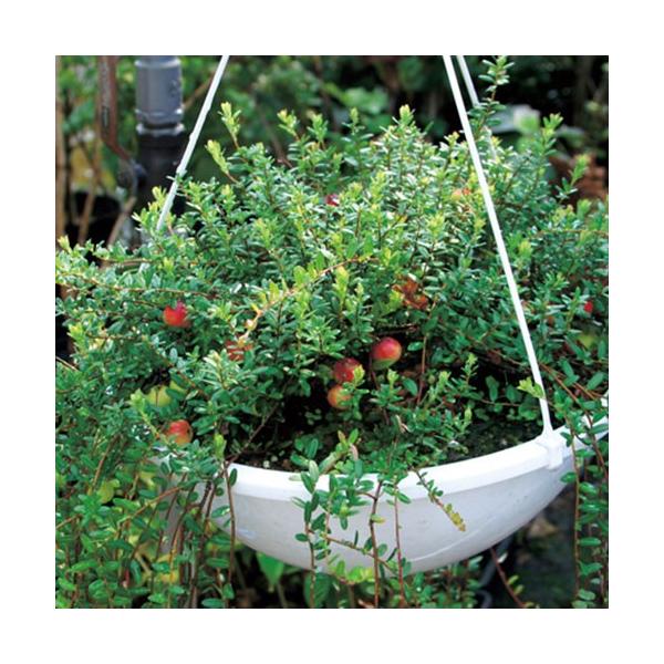 「クランベリー（大実コケモモ）の苗」を販売。長いつるに赤い果実をつける様子がかわいらしいクランベリー。夏に鐘状のピンクの花を咲かせます。生食には酸味が強すぎるので、ジュースやジャム、肉料理のソースなどに利用されます。料理だけでなく、アイスク...