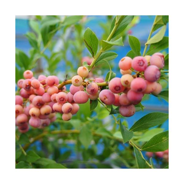 【発売日：2025年10月07日】名前のとおり完熟期を迎えても紫色にならずに鮮やかなピンク色になるのが特徴の珍しい品種です。収穫の採りごろは、表面がやや透明感を帯びた頃です。同じくピンク色のピンクレモネードもおすすめです。ブルーベリー苗木の...