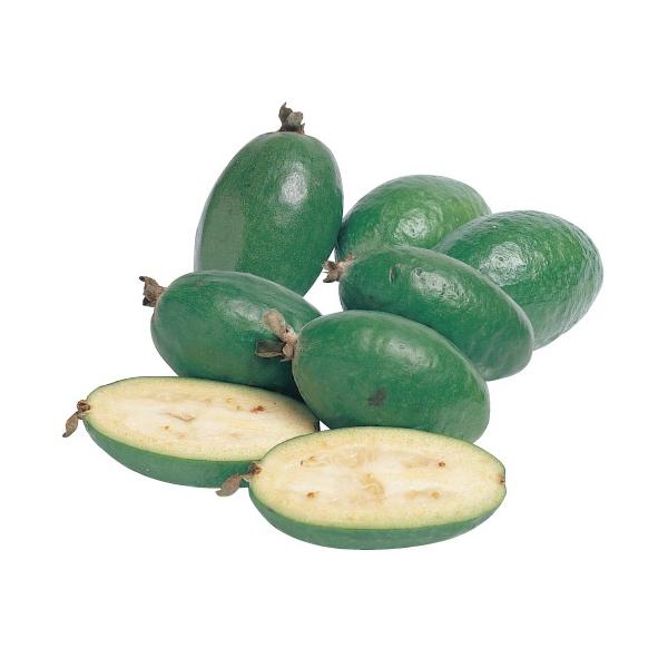 【発売日：2022年12月23日】フェイジョア「ジェミニ」の苗木を販売しています。フェイジョアは南米原産の「パイナップルグァバ」とも呼ばれる香り高い果物（くだもの）。初夏に咲く白い花弁に真紅の雌しべが目立つエキゾチックな美しい花と葉裏のシル...