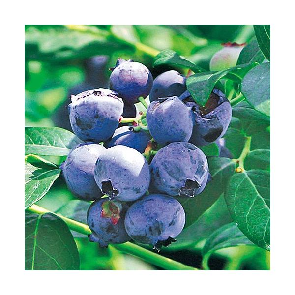 ブルーベリー「オニール」の苗木を販売。収穫量の多いサザンハイブッシュ系です。スッキリとした甘さでジューシーな美味しい実をつけ、樹勢も強いサザンハイブッシュ系でもおすすめの品種です。豊産性でバランスの良い甘酸っぱさで香り高い実を沢山つけます。...