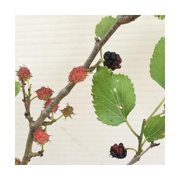 【発売日：2021年08月24日】実の大きさは1〜2cmと小粒ですが、若木のうちからたくさんの実をつけ、コンパクトな樹形なので、庭植えだけでなく、鉢植え栽培にも最適な品種です。ジューシーで甘い果実はとても美味で、そのままヨーグルトなどにのせ...