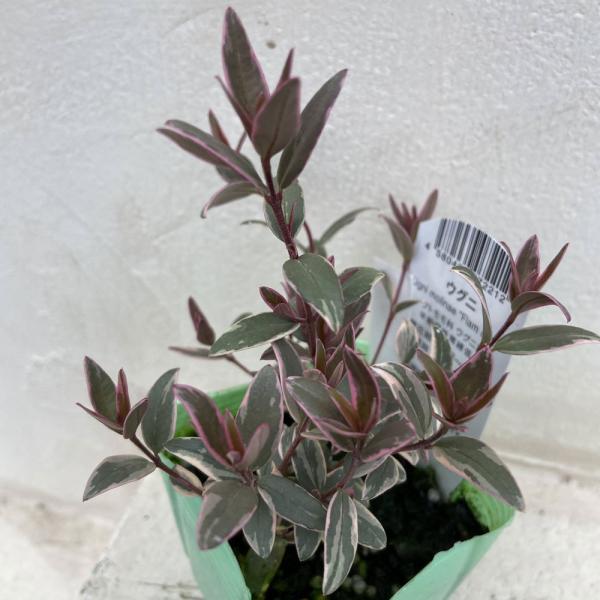 【発売日：2025年10月28日】日本ではまだまだ流通が少ない、南アメリカ〜チリ原産のかわいらしい果樹。樹高1〜2mの常緑低木で、5〜7月に淡いピンク〜白色のベル状の花を咲かせ、その後に小さな赤い実をつけます。実は酸味が強いですがそのまま食...