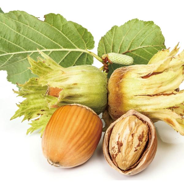 【発売日：2023年04月17日】お菓子などに使われる隠れた人気果樹、ヘーゼルナッツ（西洋ハシバミ）の苗木です。ローストしたナッツは大変香ばしく栄養価も高い健康食品としても知られています。樹高も2〜3m程で意外と育てやすい植物です。「ウェプ...