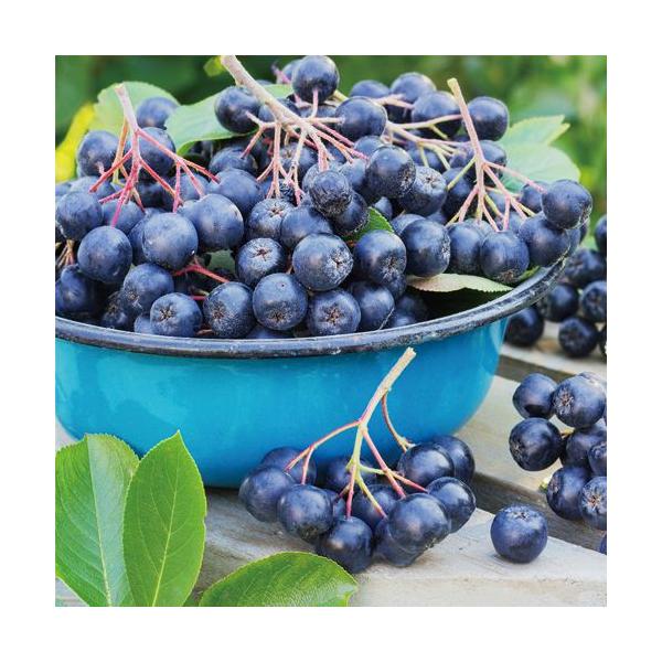 【発売日：2024年09月17日】アロニアはアントシアニン、食物繊維、βカロテンなど豊富な栄養素を含む健康果実でジャムやジュースで楽しむ。最近チョコベリーやブラックチョコベリーと呼ばれ、人気の果実です。「ネロ」は大実系の品種で、直立樹形で大...