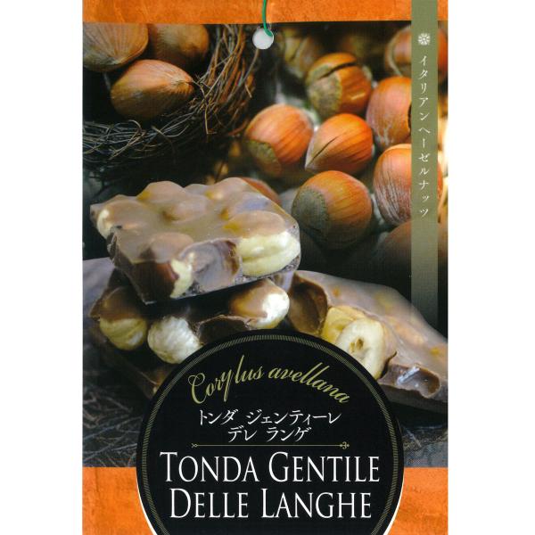 【発売日：2025年10月21日】お菓子などに使われる隠れた人気果樹、ヘーゼルナッツ（西洋ハシバミ）の苗木です。ローストしたナッツは大変香ばしく栄養価も高い健康食品としても知られています。樹高も2〜3m程で意外と育てやすい植物です。トンダジ...