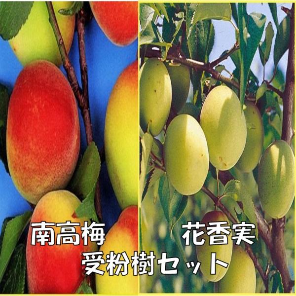 受粉相性の良い南高梅と花香実の苗木の2種2本セットです。南高梅梅生産量日本一を誇る和歌山県を代表するブランド品種であり、25g程の果実は厚く柔らかい。南高梅を使用した梅干は最高級品としてギフトとしても人気です。是非自分で育ててオリジナルの梅...