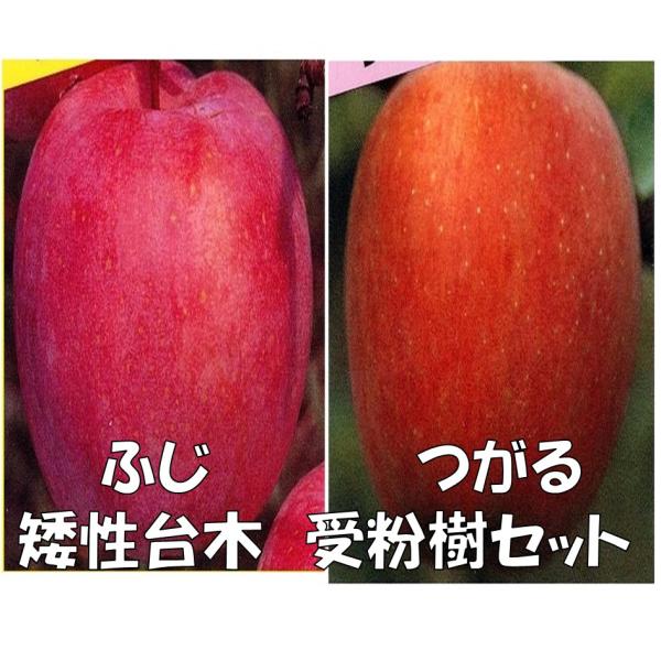 林檎（りんご）苗木　富士（ふじ）と津軽（つがる）　受粉樹セットリンゴは1本では実がならないので、違う品種（受粉樹）と一緒に植える必要があります。１番人気の「ふじ」と「つがる」の2種2本セットです。矮性台木に接木された苗木ですので、樹高が2m...