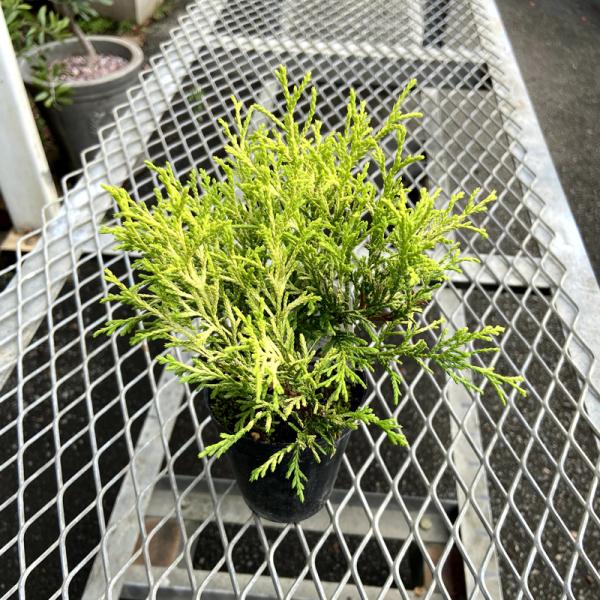 【発売日：2021年09月14日】糸状の垂れ下がる黄金色の葉が特徴で、冬の葉色はややオレンジ色を帯びます。 別名「オウゴンイトヒバ」や「オウゴンヒヨクヒバ」とも呼ばれ、日当たりが良いほうが葉色が綺麗に出ます。よく刈り込みをしてグランドカバー...