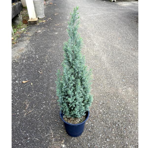 【発売日：2025年10月07日】細長い葉を開きながら生やすため、枝先から見ると星型になっています。葉にワックスが乗っているため青みがかった緑色に見えます。葉が美しいため切り花などにも使われることがあるようです。クリスマスツリーに最適です。...