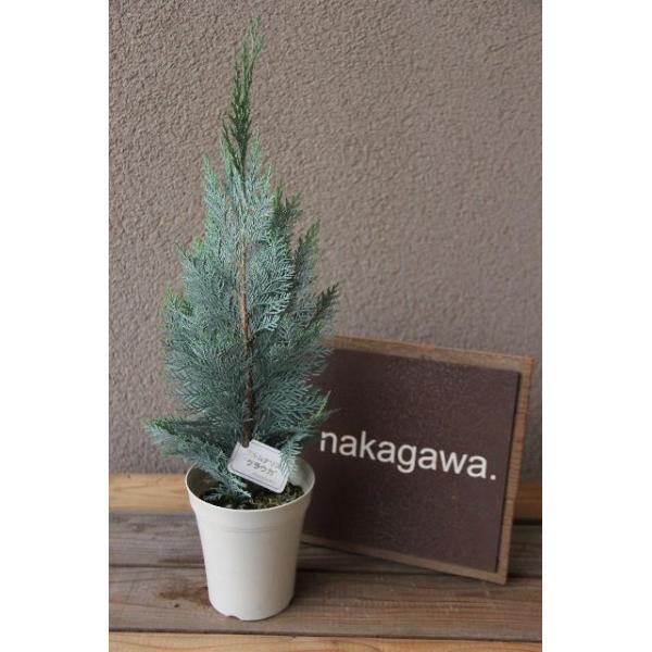 【発売日：2024年09月24日】葉と葉の間が詰まっており、イワヒバのような草姿をしており、太い枝に細い枝が相互に出てきて苗木では平たい印象を受けます。最終的な樹形は狭円錐形になります。葉にワックスが乗っているため青みがかった緑色に見えます...