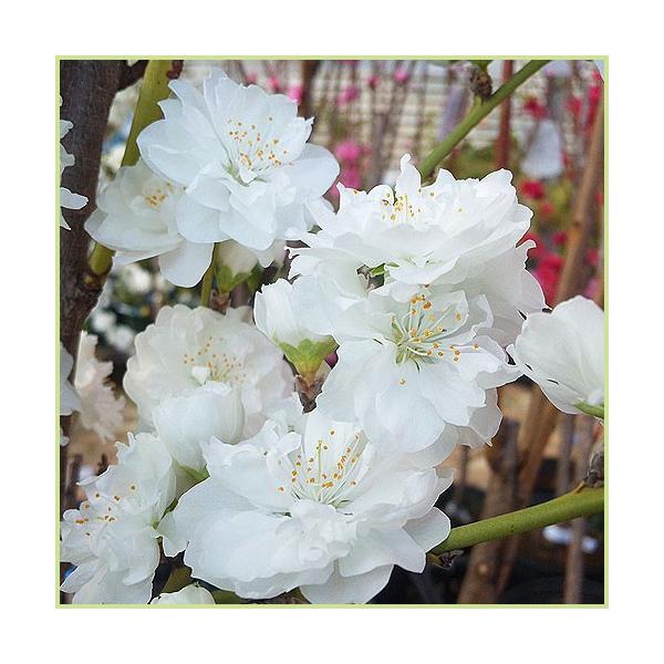花桃「照手桃（白花）」の苗木を販売しています。八重咲きの花桃です。「照手桃（テルテモモ）」は、枝が横に広がらず、ほうき状に成長する花桃（ハナモモ）で、満開時には大輪の白い花が枝いっぱいに咲き乱れます。スペースをとらないスマートな樹形の花桃で...