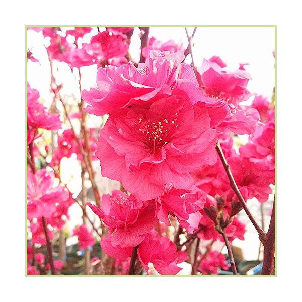 花桃「照手桃（赤花）」の苗木を販売しています。桃花八重咲きの花桃です。「照手桃（テルテモモ）」は、枝が横に広がらず、ほうき状に成長する花桃（ハナモモ）で、満開時には大輪の赤い花が枝いっぱいに咲き乱れます。スペースをとらないスマートな樹形の花...