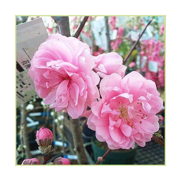 花桃「矢口桃」の苗木を販売しています。　人気のピンク花の桃です。「矢口桃」は、ピンク花の八重咲き花桃(ハナモモ)です。3月の雛の節句の時期に花を咲かせる早咲き品種ですので、お子様の記念樹にもぴったりです。花桃は、花を楽しむ観賞用の桃です。樹...