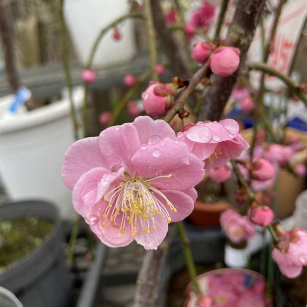 【発売日：2025年11月04日】花梅（ハナウメ）は甘い香りが春の訪れを告げる、花の美しさを楽しむ観賞用の梅（ウメ）です。呉服しだれは美しいピンク色の枝垂れ花梅（シダレハナウメ）です。 豪華な半八重〜八重咲き品種。※お届けする商品は写真と同...