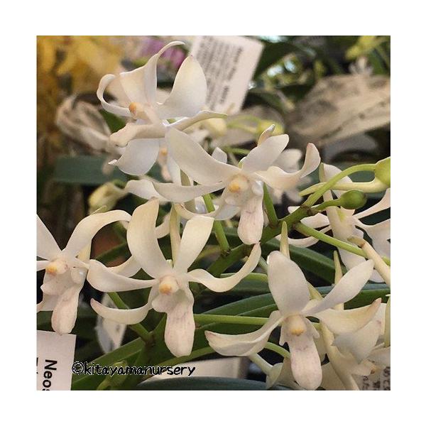 【発売日：2022年02月01日】フウラン（富貴蘭）とリンコスティリス・ギガンテアとの交配。芳香性品種。1985年に世界で初めて交配を試みて、1989年2月に初めて開花しました。 1990年に国際登録。 春から初夏咲き、白色の花には甘い香り...