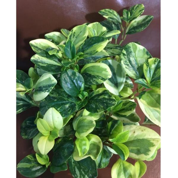 葉っぱが地面を這うように伸びていくほふくタイプのペペロミアです。ライム色と濃いグリーンのマーブル模様の爽やかで美しい印象の葉っぱが特徴です。少し厚みのある葉が重なり合い密集していているため、ボリュームがあります。※写真はイメージです。同等品...