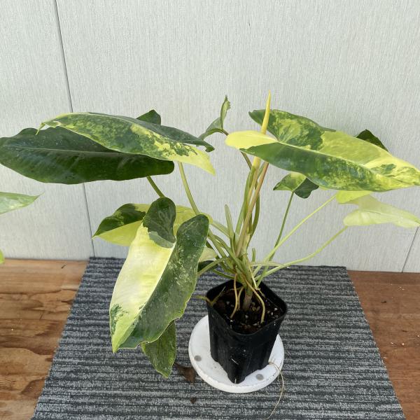 黄色の斑入り葉には照りがあり大変美しい葉になります。フィロデンドロン　バールマルクスの斑入り品種。※樹形、葉色に個体差があります。