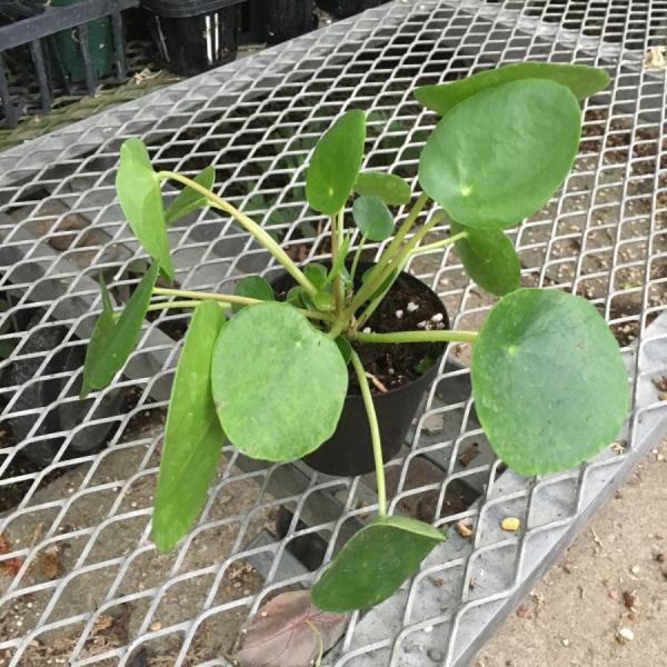 【発売日：2024年03月31日】丸くて可愛らしい大きな葉が次々に展開し、育てる楽しみを味わえます。葉だけを見るとペペロミアのようにも見えます。名前の由来もずばり「ペペロミアのようなピレア」という意味です。別名：チャイニーズ・マネー・プラン...