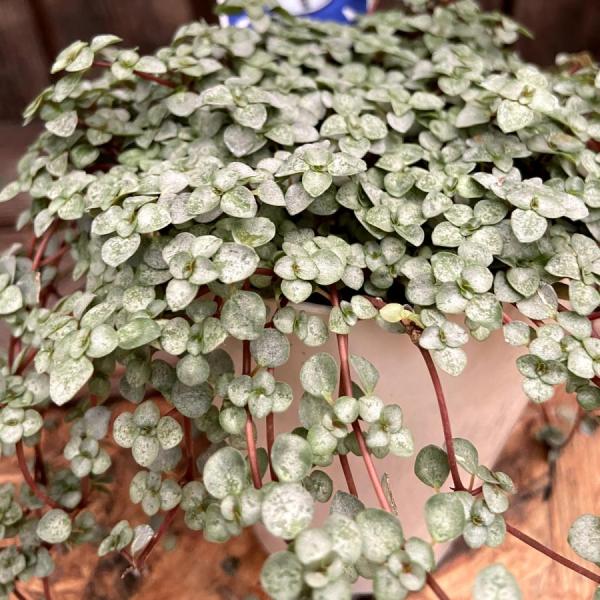 【発売日：2024年07月23日】小さなグレーがかったの葉が他には無い雰囲気を醸し出します。匍匐性なので長鉢仕立てで下に垂らしたり、吊り鉢仕立てにしても良いです。※写真はイメージです。※入荷のタイミングや個体差によりサイズやボリューム感に差...