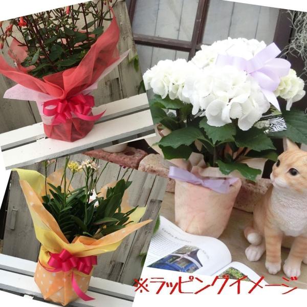 【発売日：2021年05月04日】ラッピング用紙で商品を包み、リボンをおつけしたお祝いのプレゼントなどにおススメのラッピングです。植物の大きさに合せて、包み方などがイメージ写真と違う包み方になっている場合がございます。あらかじめご了承くださ...