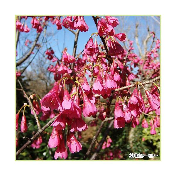 桜（サクラ・さくら）の苗木「寒緋桜（カンヒザクラ）」を販売しています。暖地向きのサクラです。「緋寒桜（ヒカンザクラ）」「元日桜」「薩摩緋桜」とも呼ばれます。花の色は紫紅色で、ベルのような形になり独特の雰囲気をもつ桜（サクラ）です。主に沖縄県...