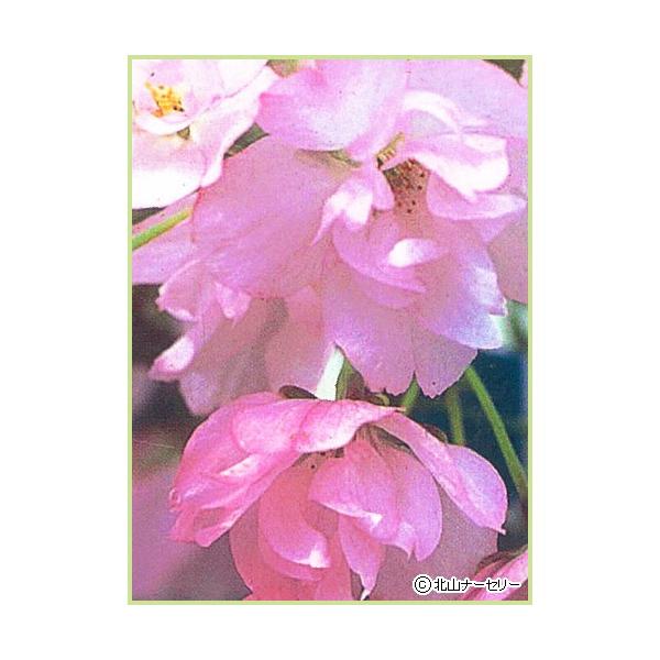 桜（サクラ・さくら）の苗木「旭山桜」を販売しています。別名「一才桜」。4月中下旬に淡いピンク色の美しい花をびっしり咲かせる豪華な桜（さくら）です。 あまり大きくならない桜（サクラ）なので、盆栽や鉢植えなどに向いています。※樹高30〜50cm...