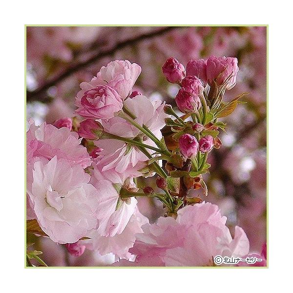 桜（サクラ・さくら）「一葉（イチヨウ）」の苗木を販売しています。強健で美しい八重桜です。淡い紅色の大輪八重咲きの花を咲かせる桜（サクラ・さくら）です。花の中心から葉化した雌しべが1本出ることから一葉という名前が付けられました。春の庭木や記念...