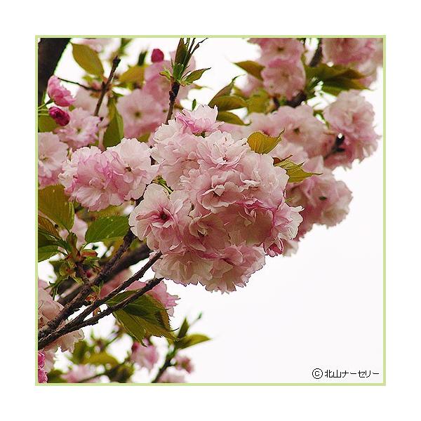 桜（サクラ・さくら）「福禄寿（フクロクジュ）」の苗木を販売しています。福禄寿（フクロクジュ）は、かつて東京の荒川堤にあった桜（サクラ・さくら）で、花は大輪、八重咲きでピンク〜淡紅色の優美で美しい桜です。花弁がねじれる様に曲がって波状のしわが...