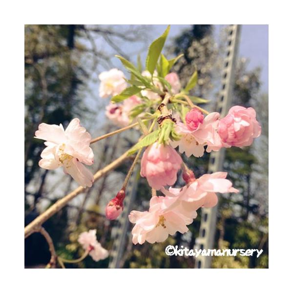 桜（サクラ・さくら）「八重紅枝垂れ」の苗木を販売しています。八重紅枝垂れは、江戸彼岸の栽培品種で淡紅色八重咲きの花を咲かせる人気の高い枝垂れ桜（しだれざくら）です。艶やかさは群を抜いて美しく、枝いっぱいに花をつけた姿はたいへん優雅です。春の...