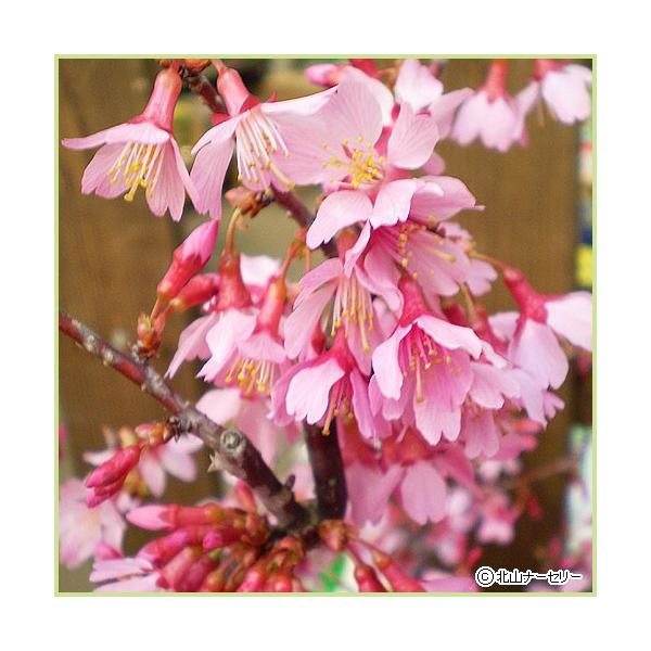 桜（サクラ・さくら）「オカメ桜」の苗木を販売しています。寒緋桜と豆桜の交配品種です。寒緋桜（カンヒザクラ）と、豆桜（マメザクラ）を交配して作出した園芸品種の桜（サクラ）です。名前はお面の「おかめ」に由来し、小さく可憐な淡い紅色の五弁花を下向...