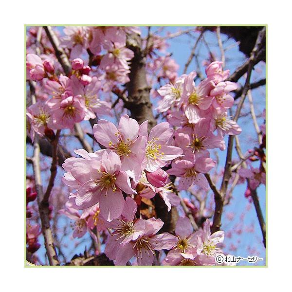 桜（サクラ・さくら）「啓翁桜（ケイオウサクラ）」の苗木を販売しています。1つのつぼみから2〜3個の薄紅色の花が咲き、春の明るい華やかさを感じる満開の姿は大変美しく、3分〜5分咲きの姿にも独特の味わいがあります。枝の伸びがよく、枝を切り込んで...