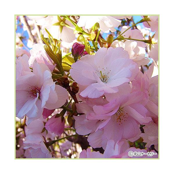 桜（サクラ・さくら）「天の川（あまのがわ）」の苗木を販売しています。切花としても人気です。花には香りがあり、花が咲く様はまるで桜の滝のようで大変美しい桜です。直立性で枝が張らず、まるで竹箒を逆さまに立てたような樹形に育ちます。場所を取らない...